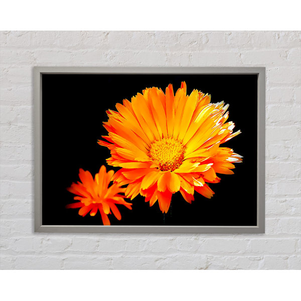 Ebern Designs Vibrant Orange Gerberas - Einzelne Bilderrahmen Kunstdrucke auf Leinwand | Wayfair.de